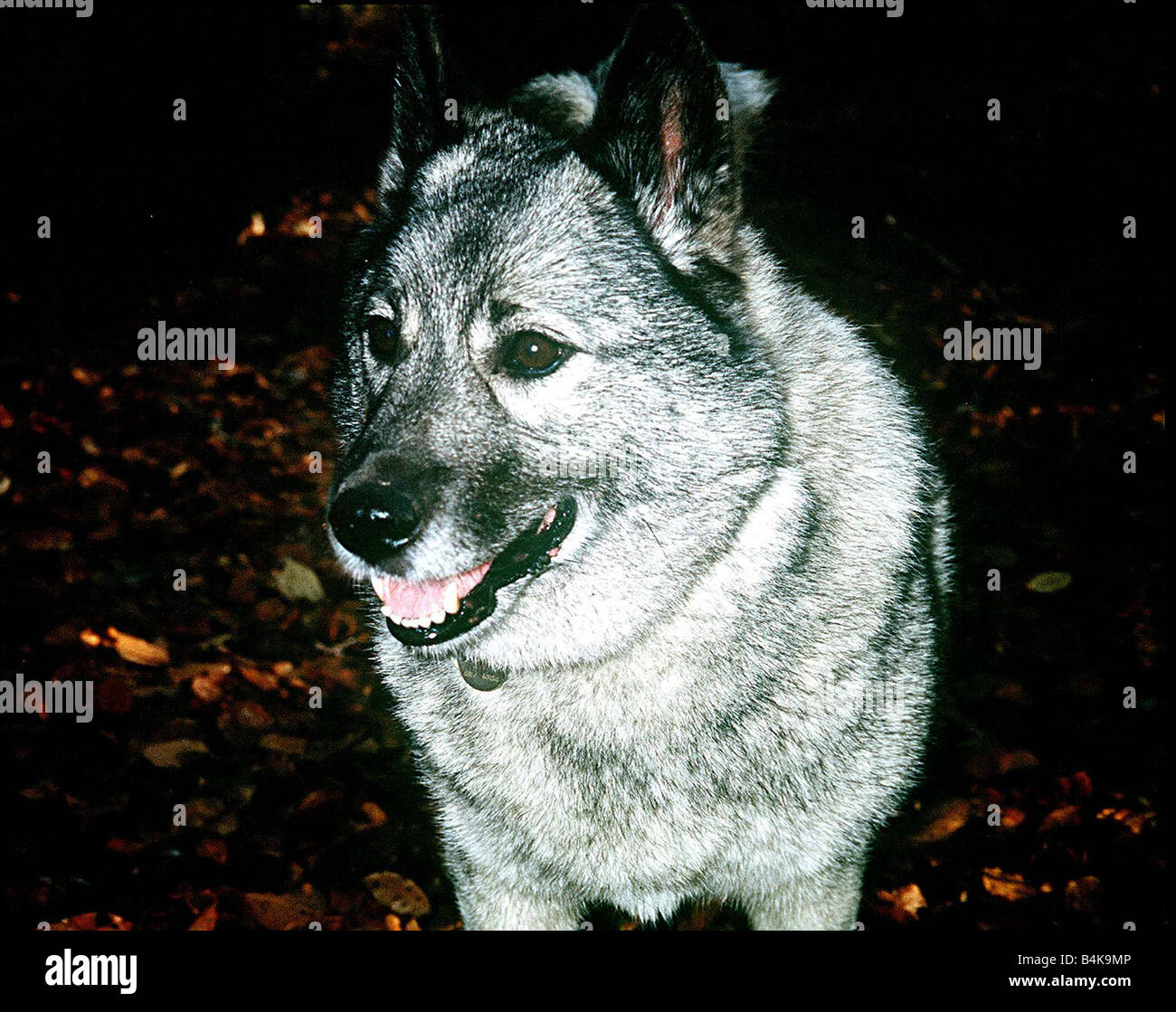 Norwegian Elkhound hunting dog from Norway Stock Photo - Alamy