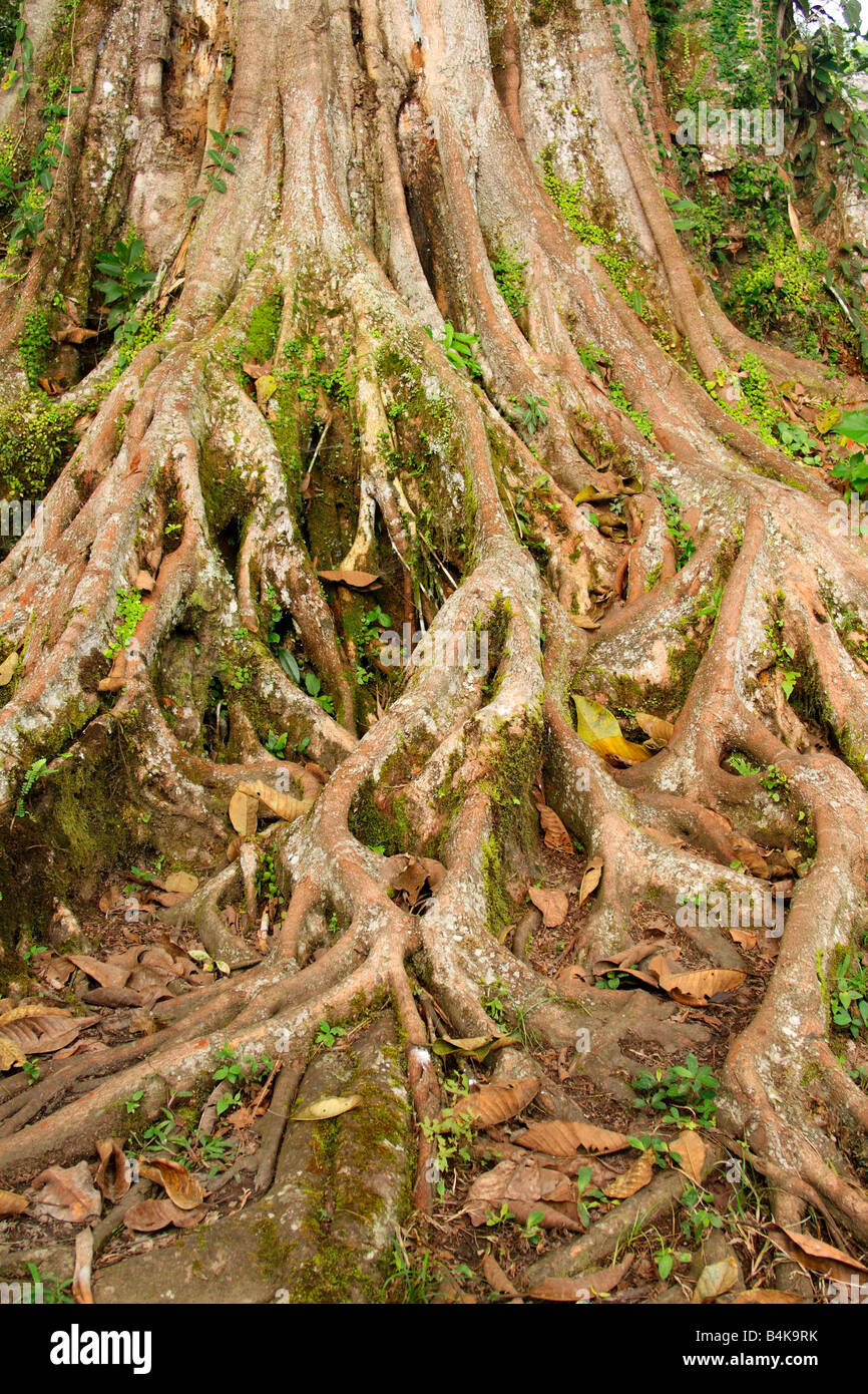 Amazon jungle hi-res stock photography and images - Alamy