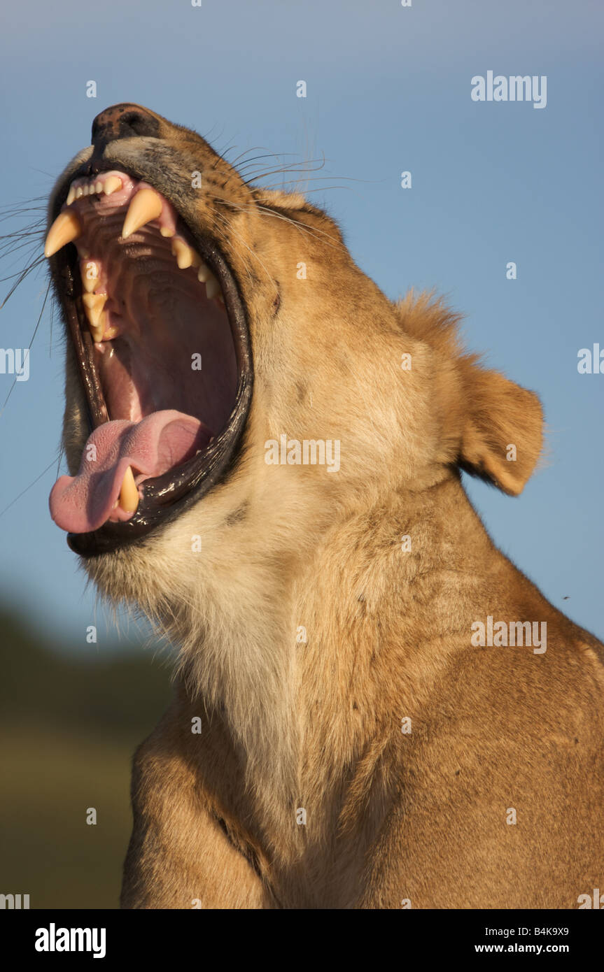 Lion roaring side view hi-res stock photography and images - Alamy