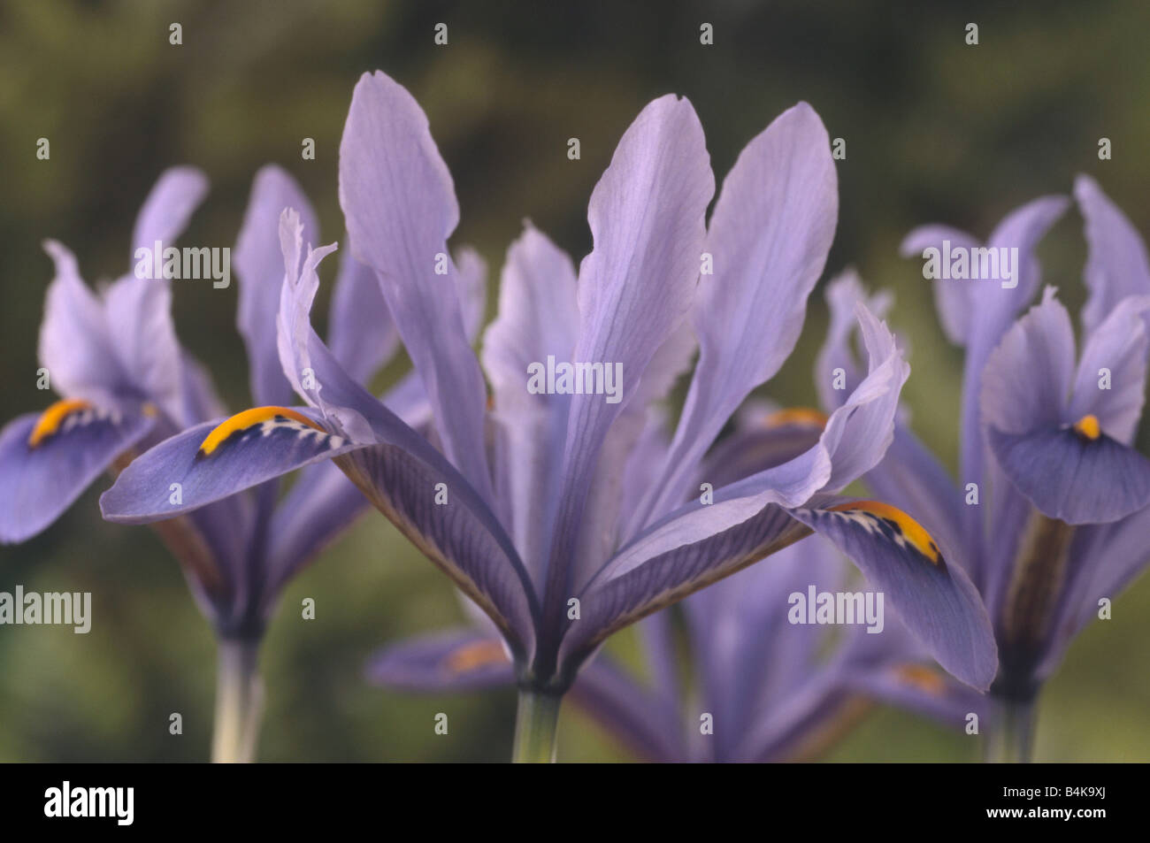 Iris 'Alida' Close up of blue reticulata iris Stock Photo - Alamy