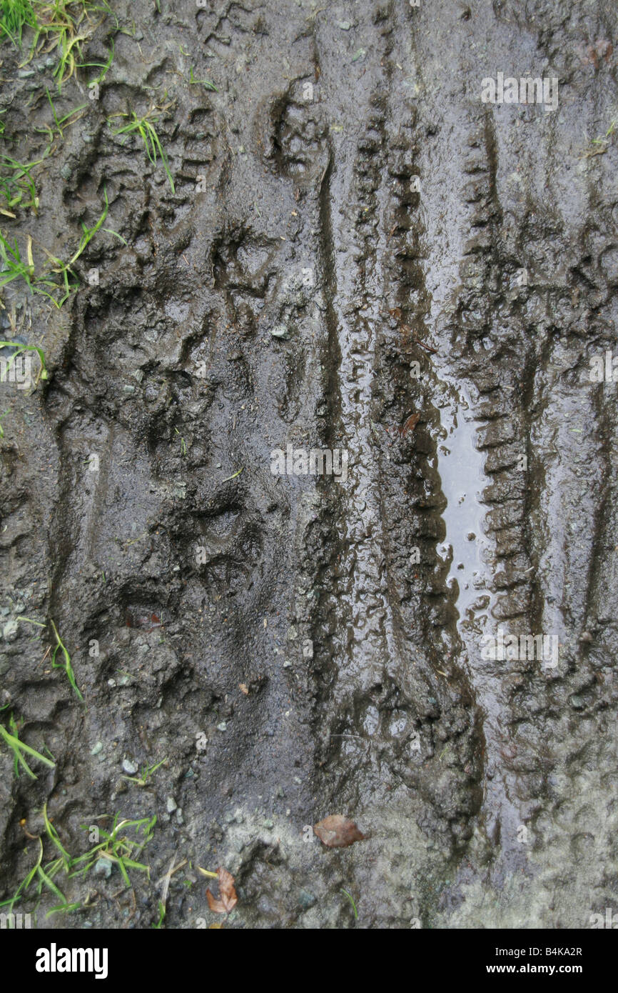bike wheel tracks in mud on cycle path in country Stock Photo - Alamy