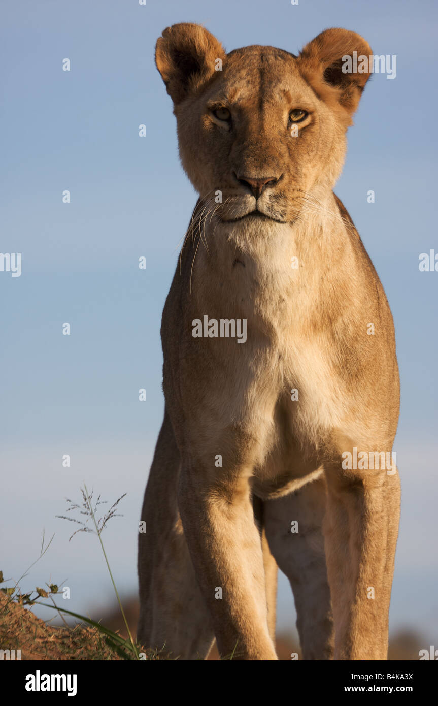Portrait of female lion hi-res stock photography and images - Alamy