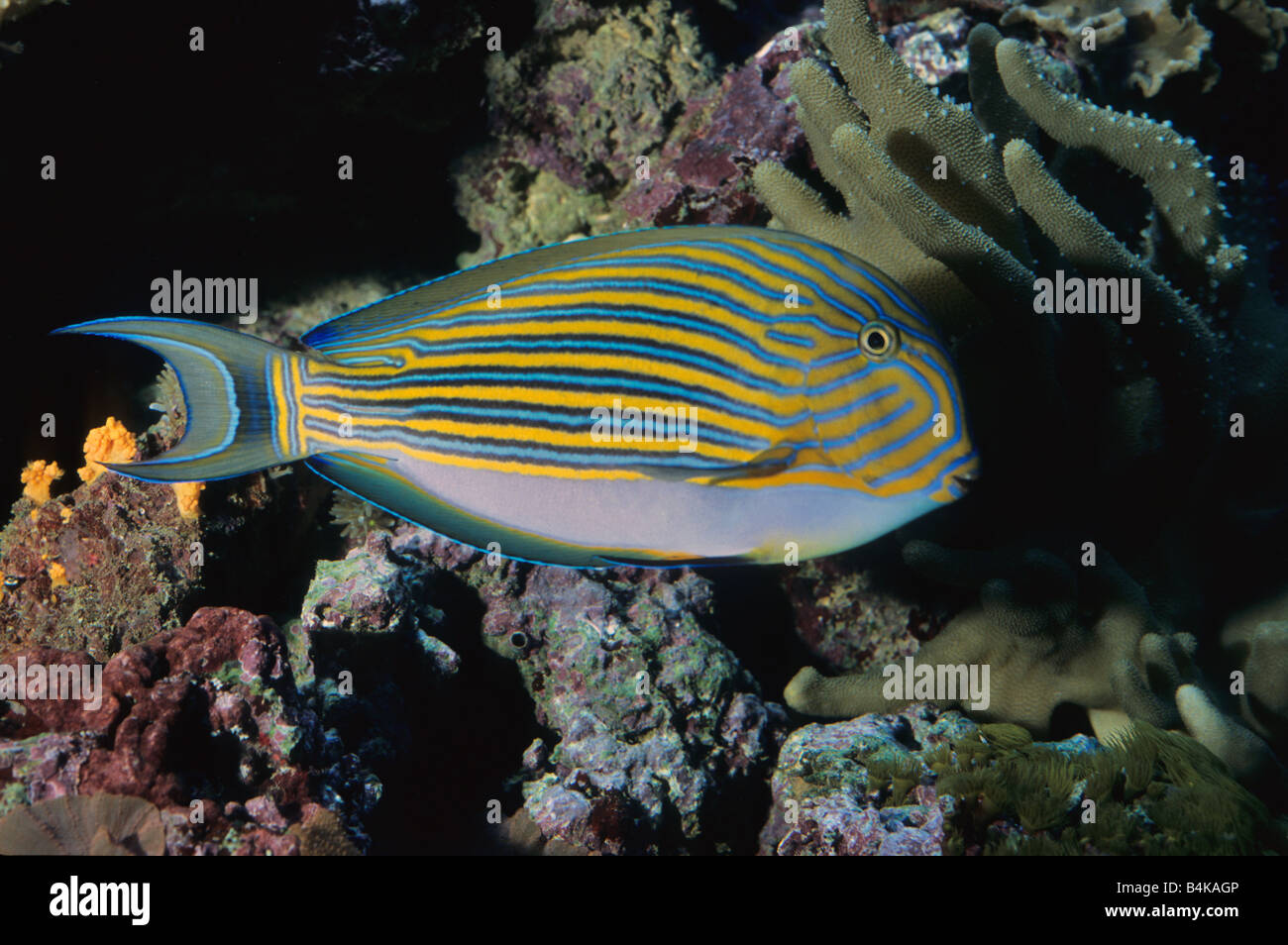 Acanthuridae fish fishes animal reef aquarium aquaria horizontal ...