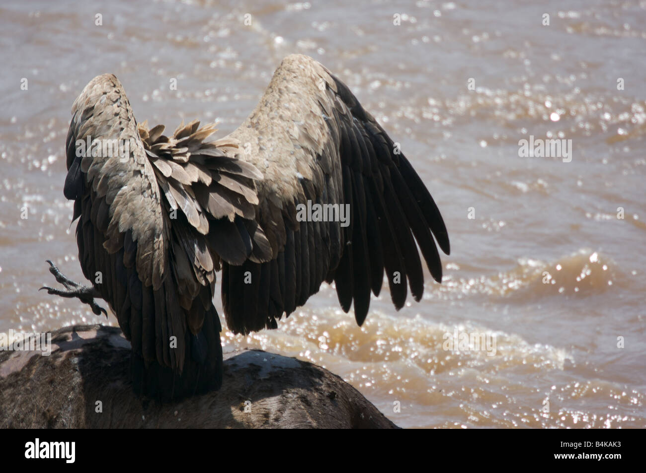 Vulture eating carcass hi-res stock photography and images - Alamy