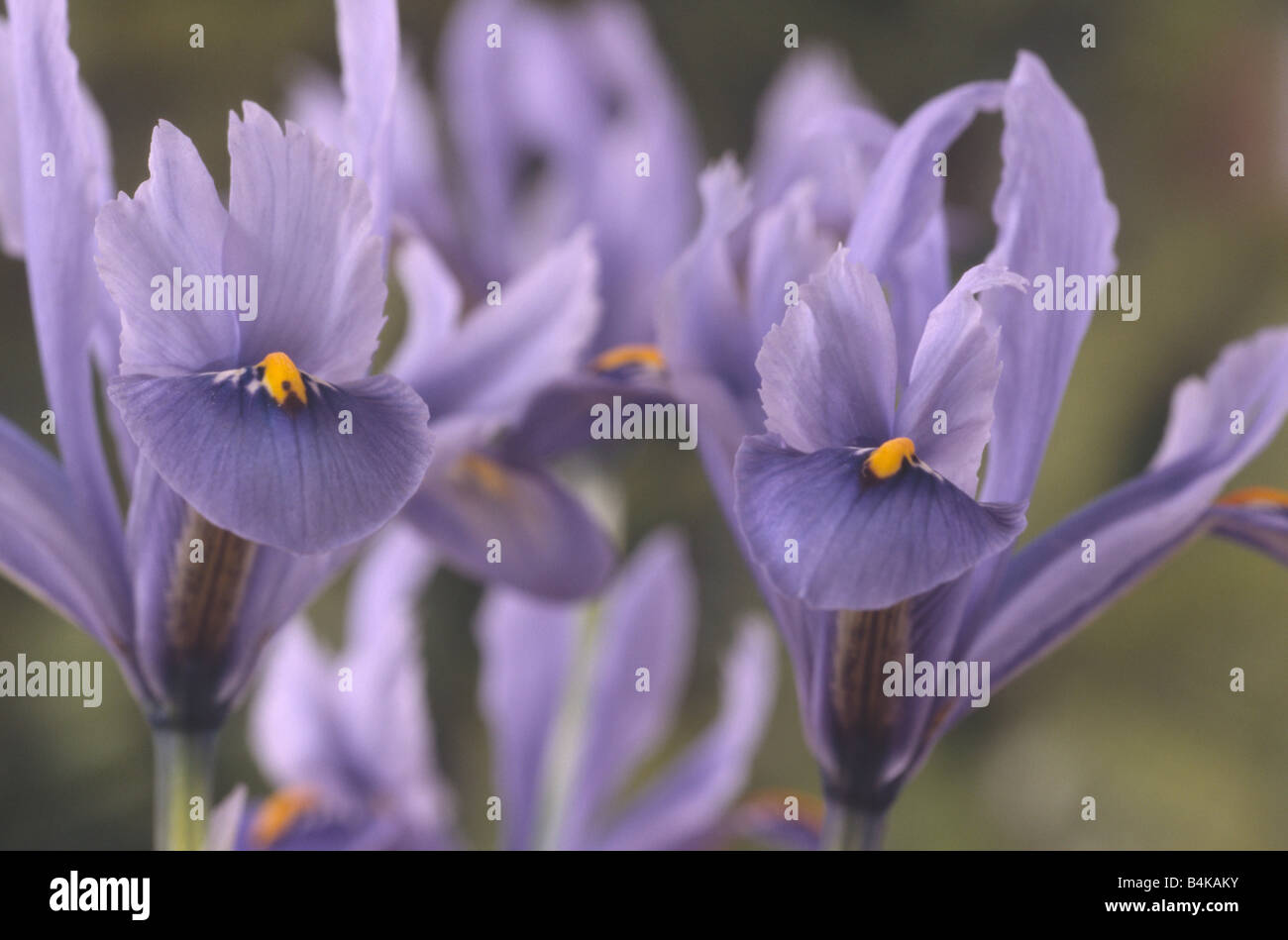 Iris 'Alida' Close up of two blue reticulata iris Stock Photo - Alamy