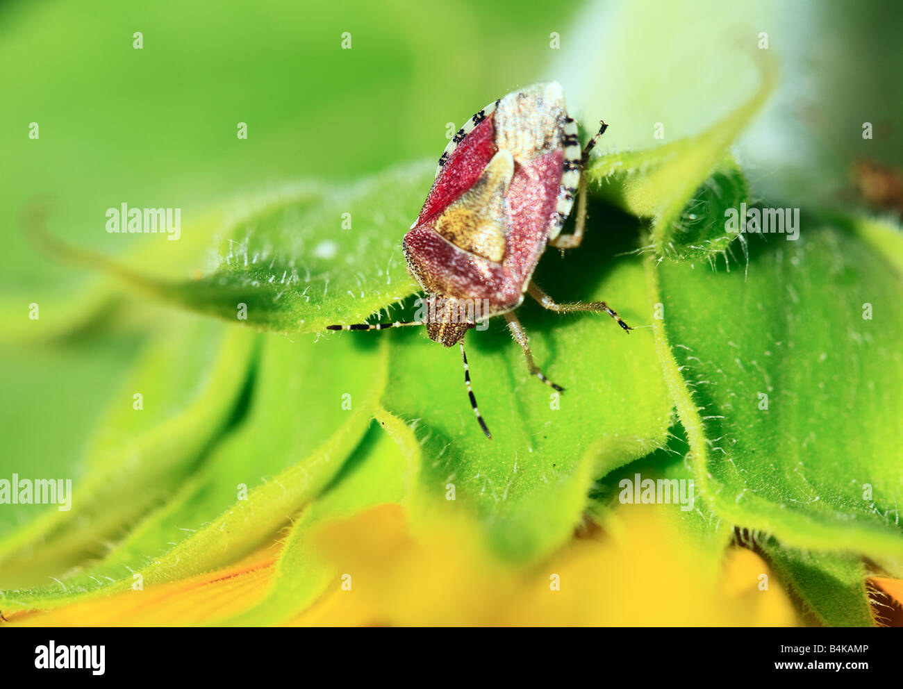 Sunflower with bug hi-res stock photography and images - Alamy