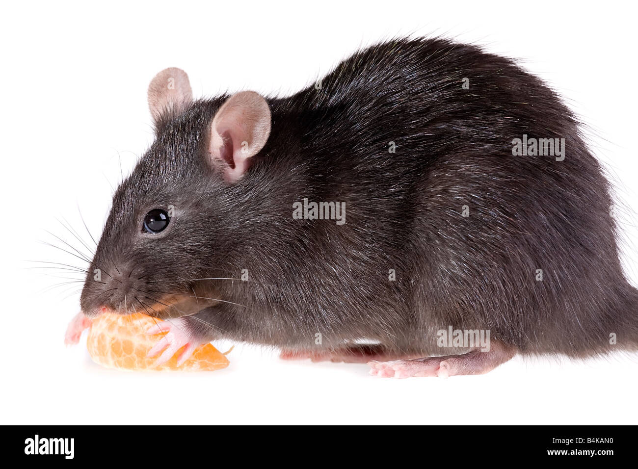Rat animal hi-res stock photography and images - Alamy