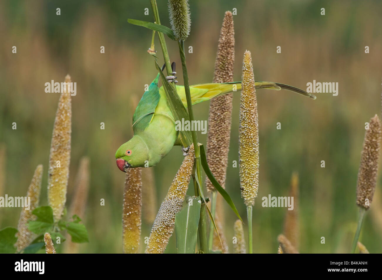 Psittacula krameri. Rose Ringed Parakeet feeding on millet seed crop in ...