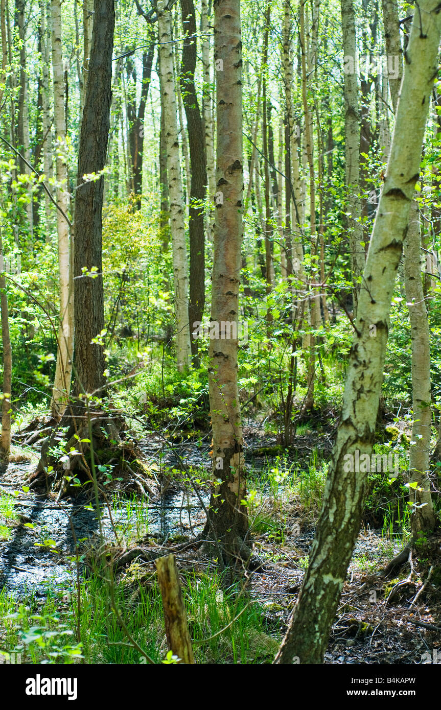 Spring birch wood Stock Photo - Alamy
