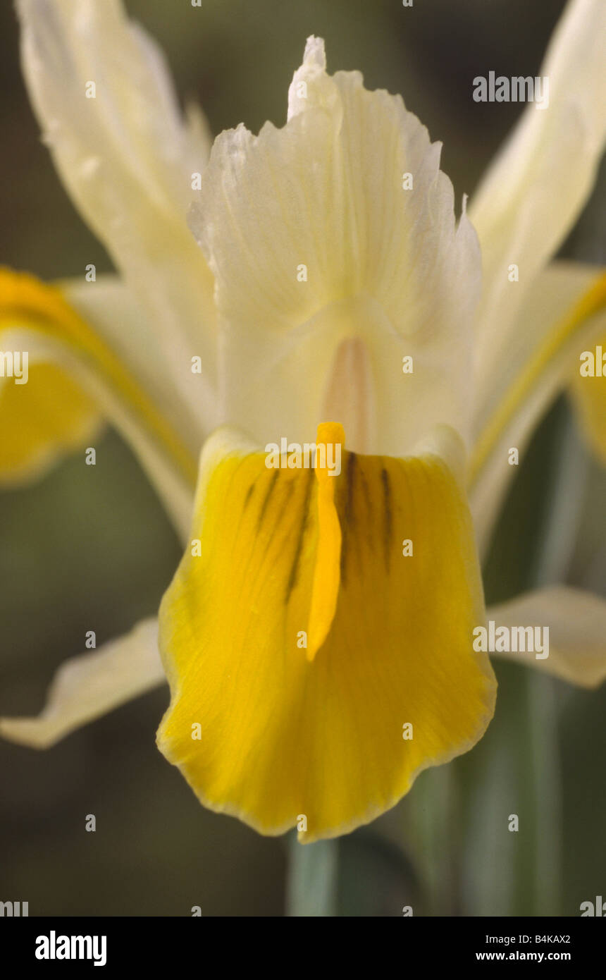 Iris bucharica AGM Close up of fall and standard of yellow and white ...