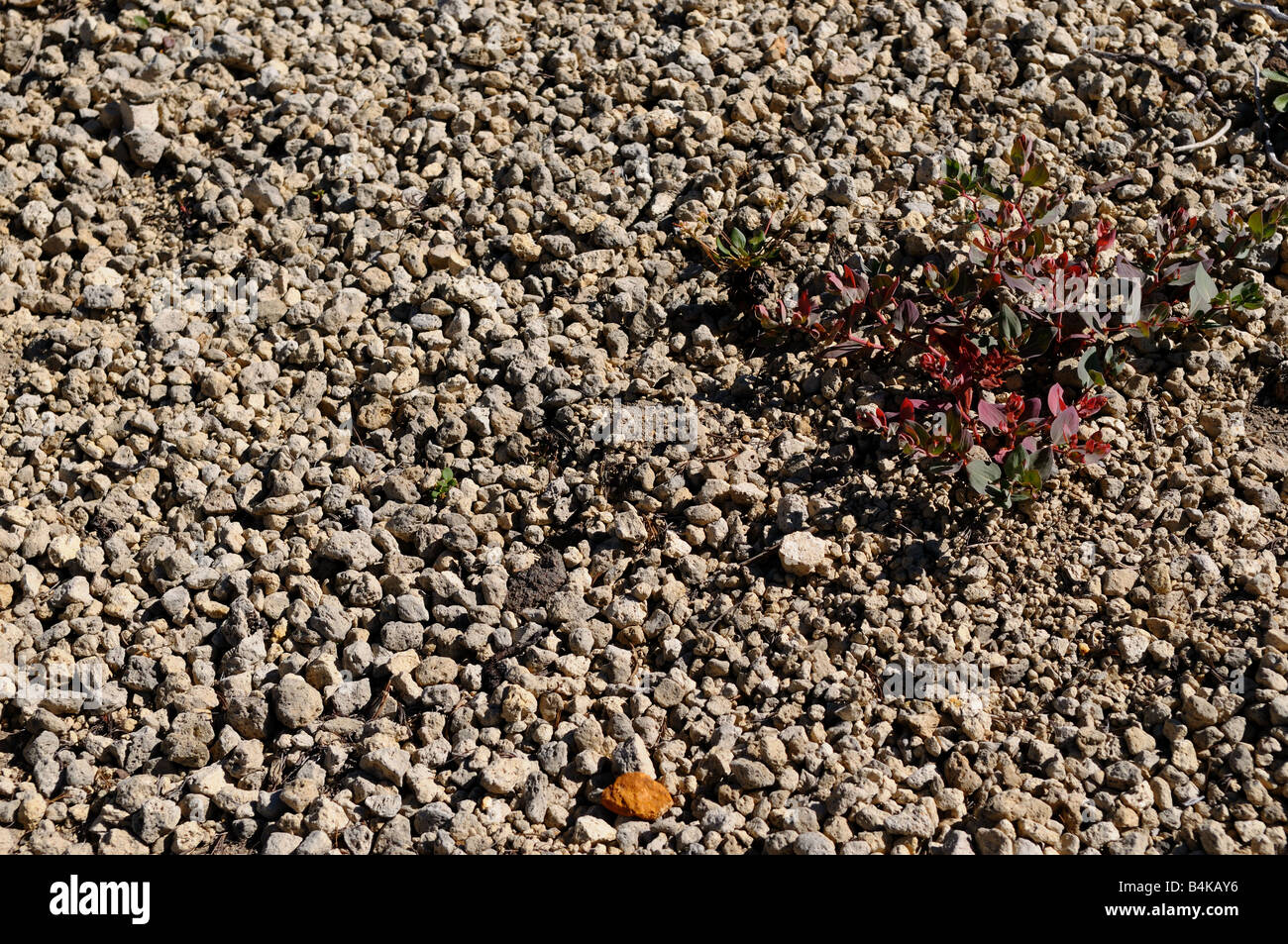 Pop corn pumice. The Crater Lake National Park, Oregon, USA Stock Photo ...