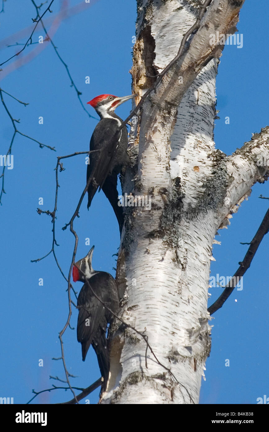 Pileated woodpeckers hi-res stock photography and images - Alamy