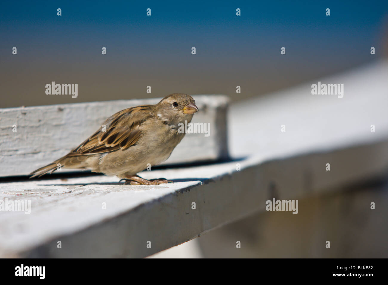 Detailed Sparrow High Resolution Stock Photography and Images - Alamy