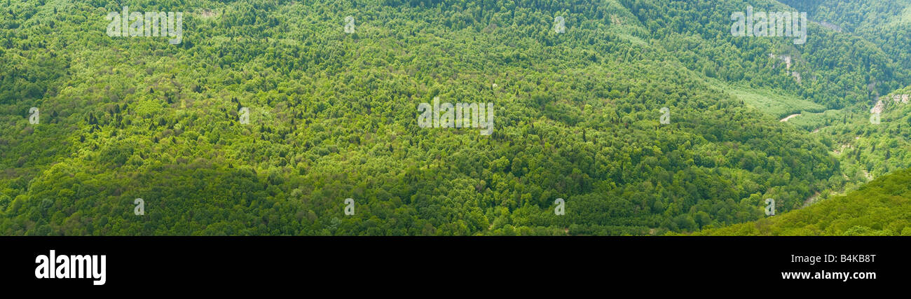 Green forest in the gorge Stock Photo - Alamy