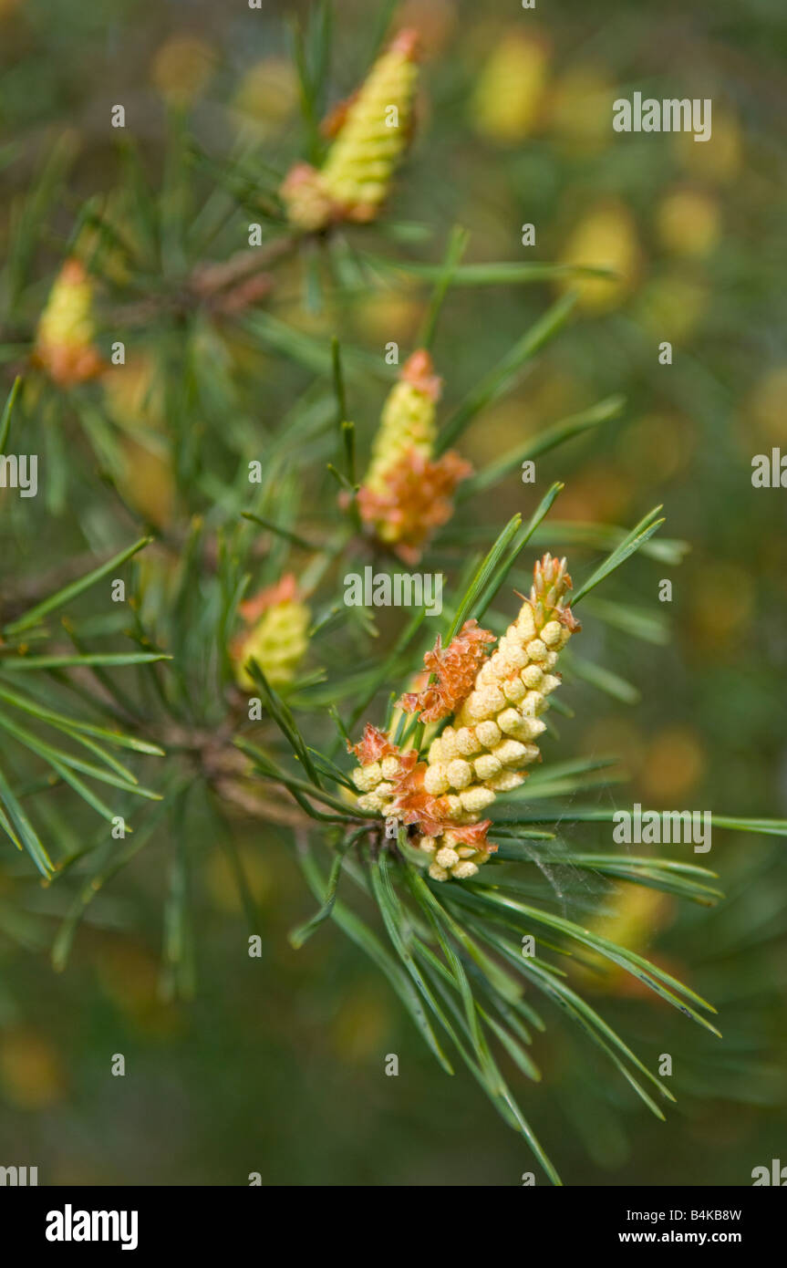Pine shoots hi-res stock photography and images - Alamy