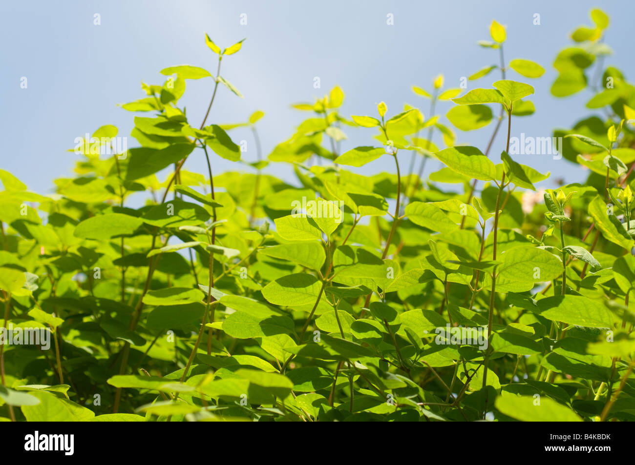Hedge and sky Stock Photo - Alamy