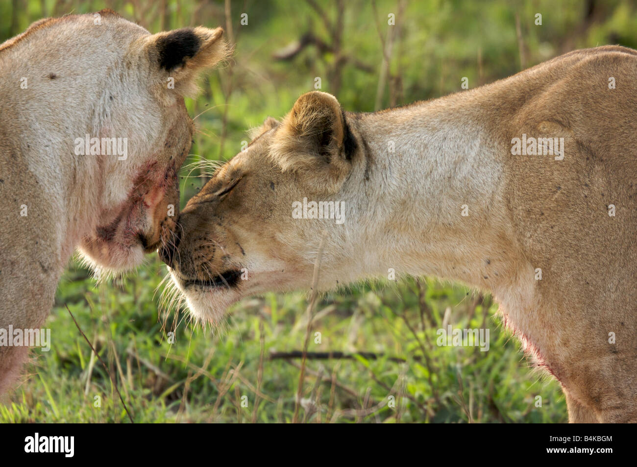 Lions with noses touching, Masai Mara, Kenya, East Africa Stock Photo ...