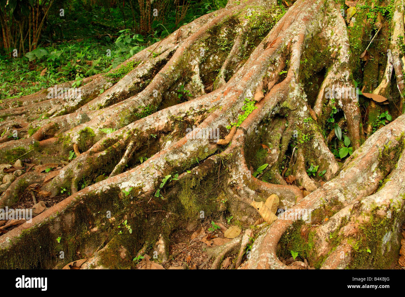 Amazon rainforest and forest floor hi-res stock photography and images ...