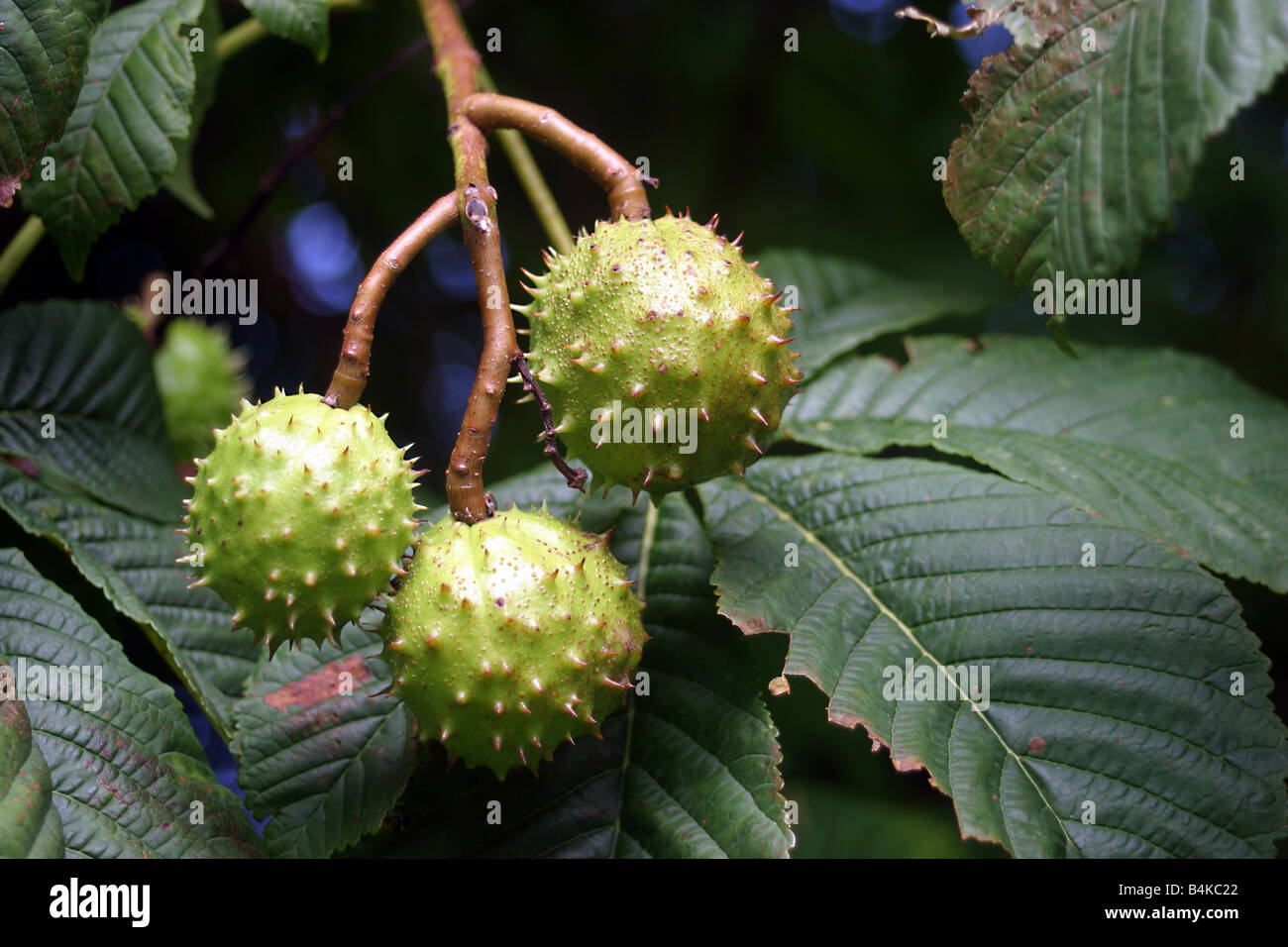 horse chestnut conker Aesculus hippocastanum Southall cathedral ...