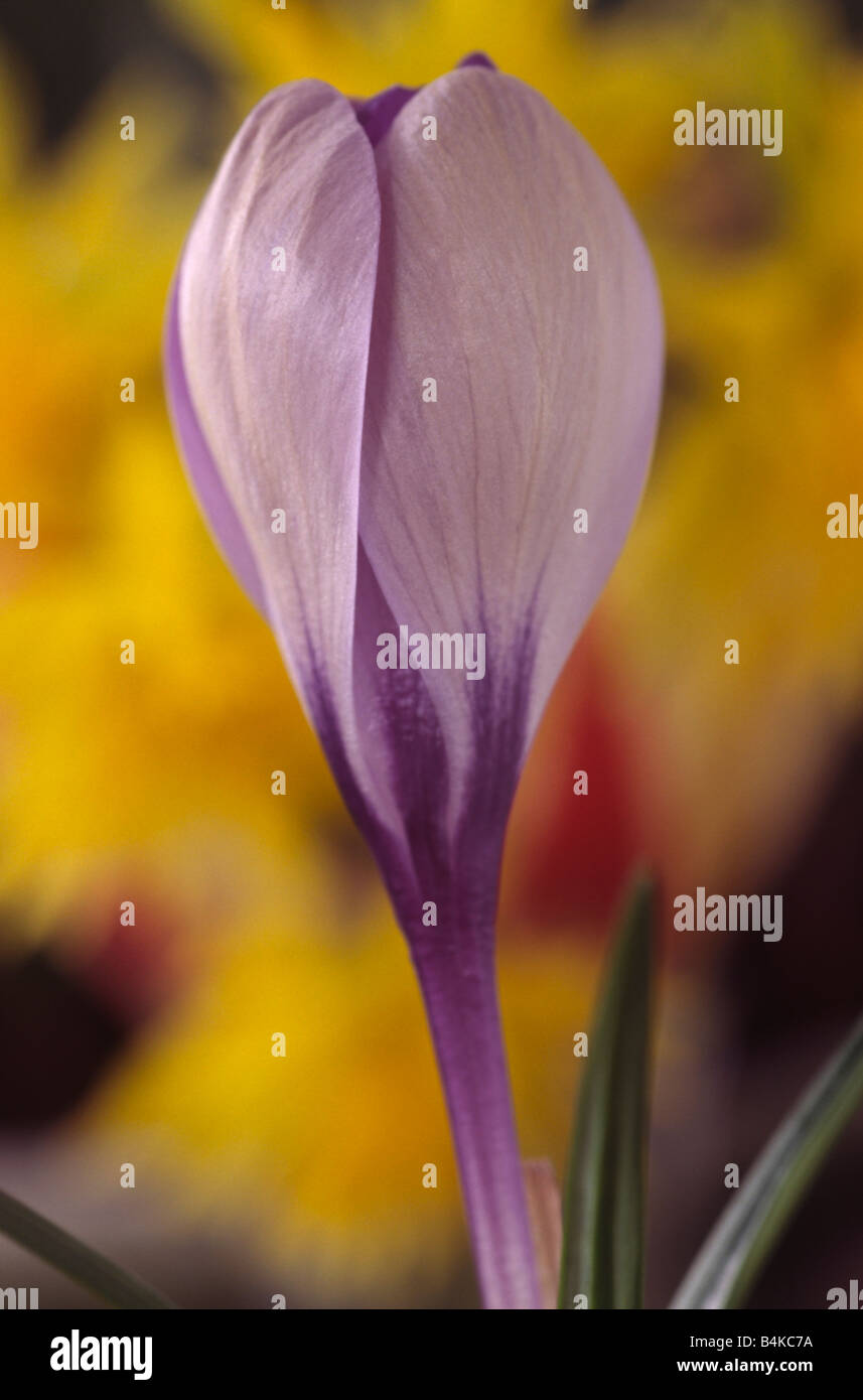 Crocus purple hi-res stock photography and images - Alamy