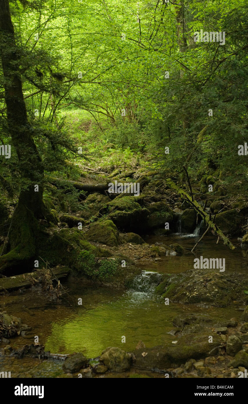 Brook and trees hi-res stock photography and images - Alamy