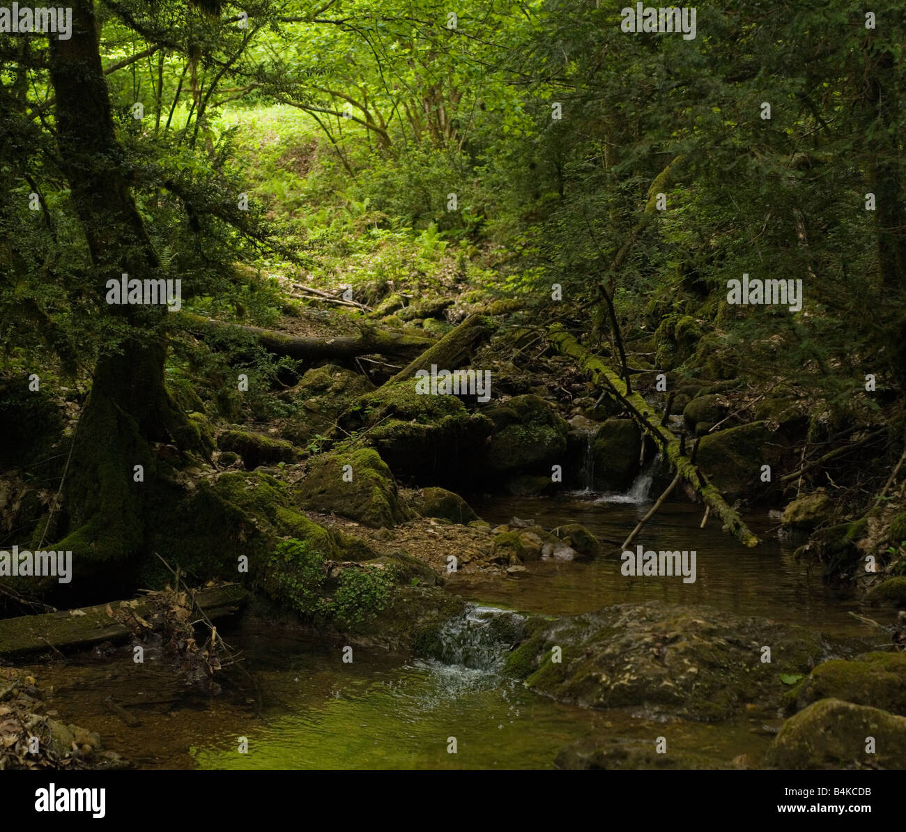 A forest brook Stock Photo - Alamy A forest brook Stock Photo - Alamy