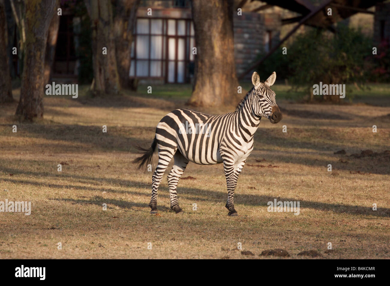 Zebra in Lake Naivasha National Park, Kenya, East Africa Stock Photo ...