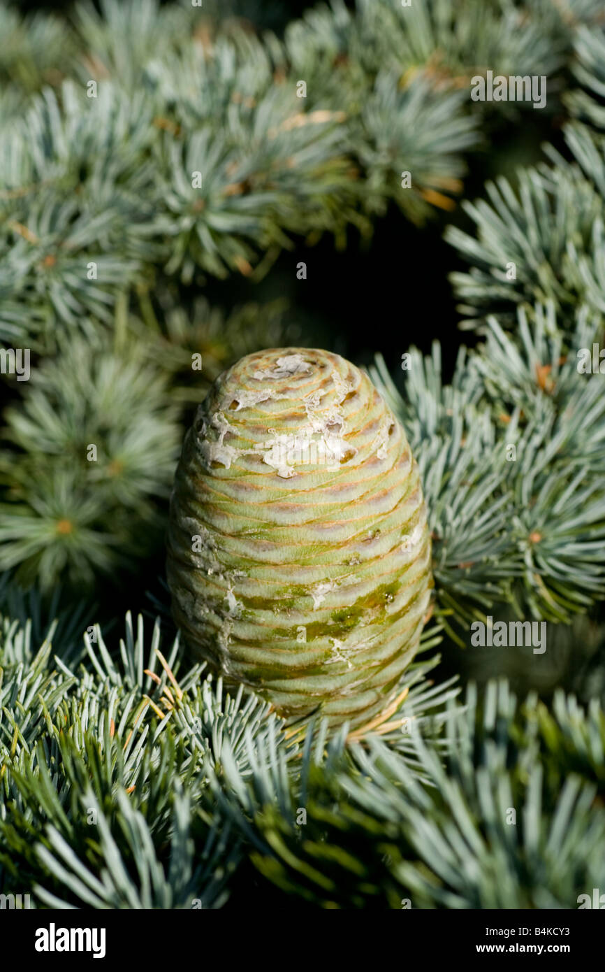 Fircone hi-res stock photography and images - Alamy