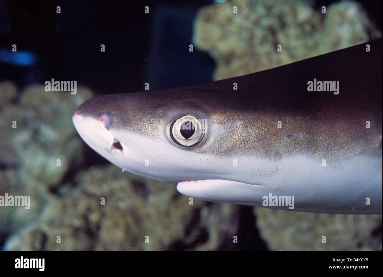 Carcharhinidae aquarium aquaria fish fishes reef indo pacific ...