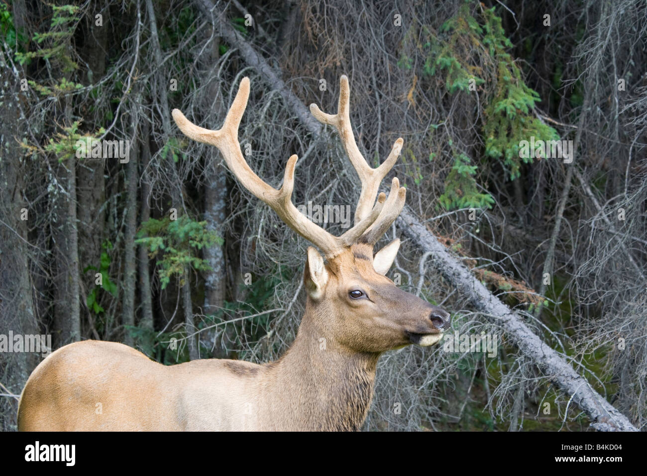 Bull elk in the woods Cervus canadensis in Jasper National Park Alberta ...