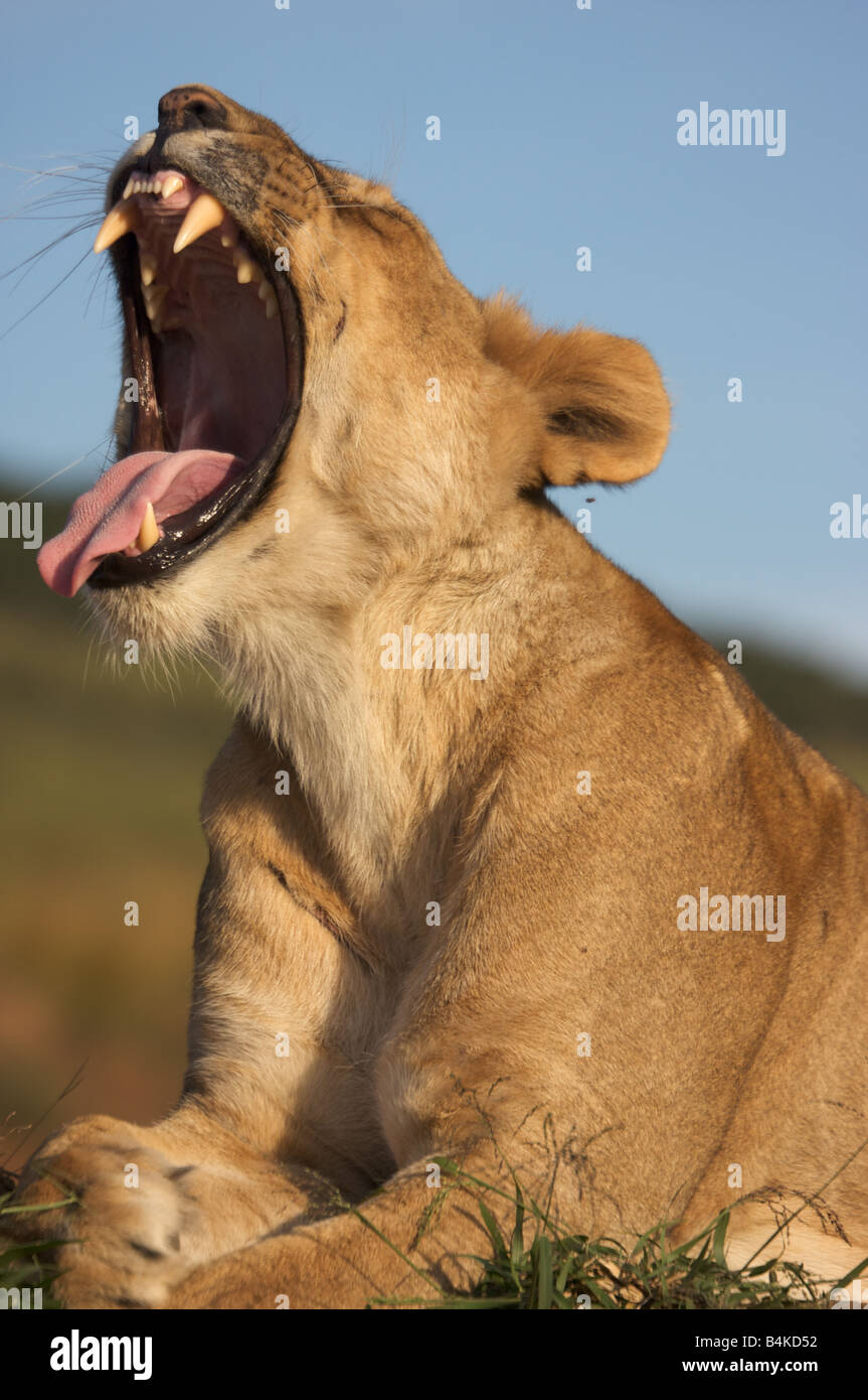 Lion Roaring Side View High Resolution Stock Photography and Images - Alamy