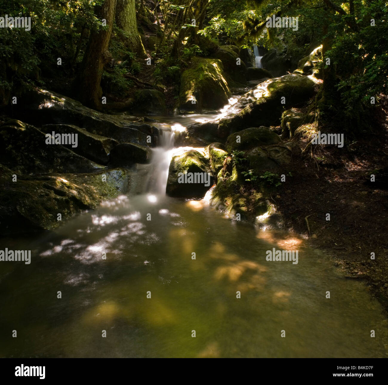 Forest waterfall with basin Stock Photo - Alamy