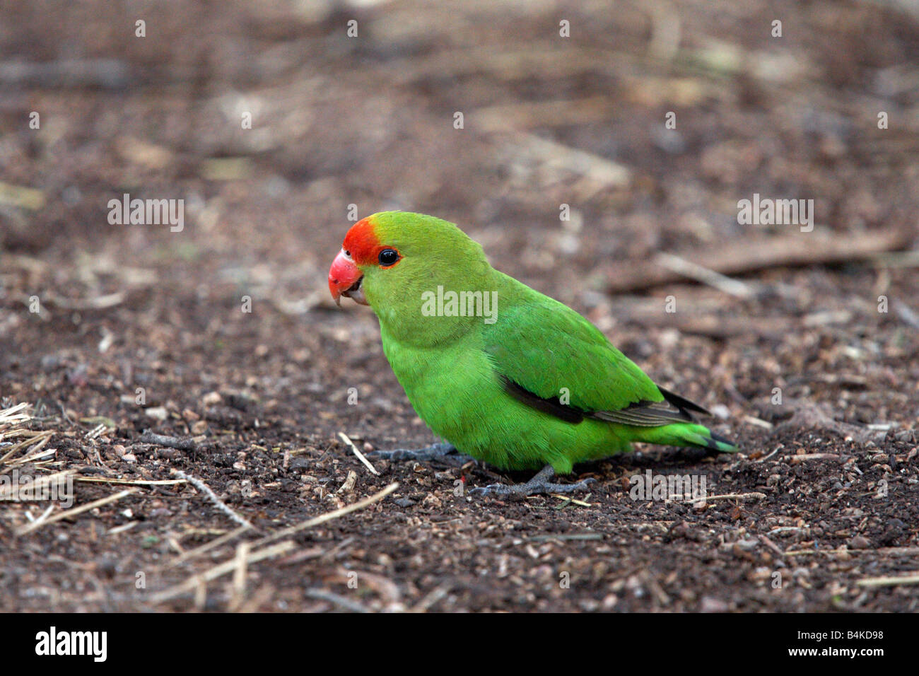 Abyssinian Love Bird Mystery Bird: Abyssinian Lovebird, Agapornis