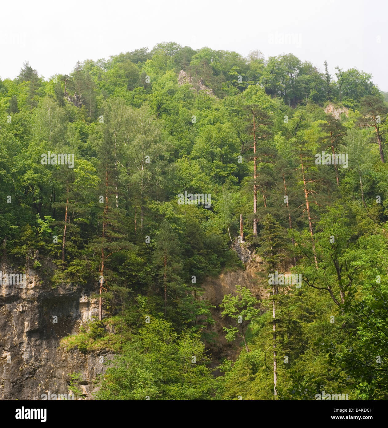 Forest on a slope of a hill Stock Photo - Alamy