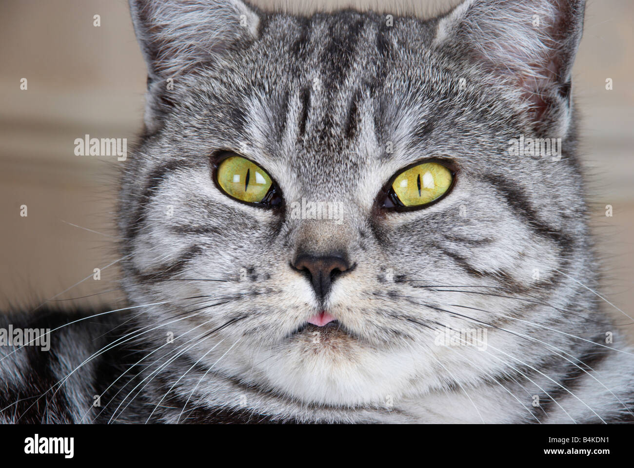 Distinctive Cat High Resolution Stock Photography and Images - Alamy