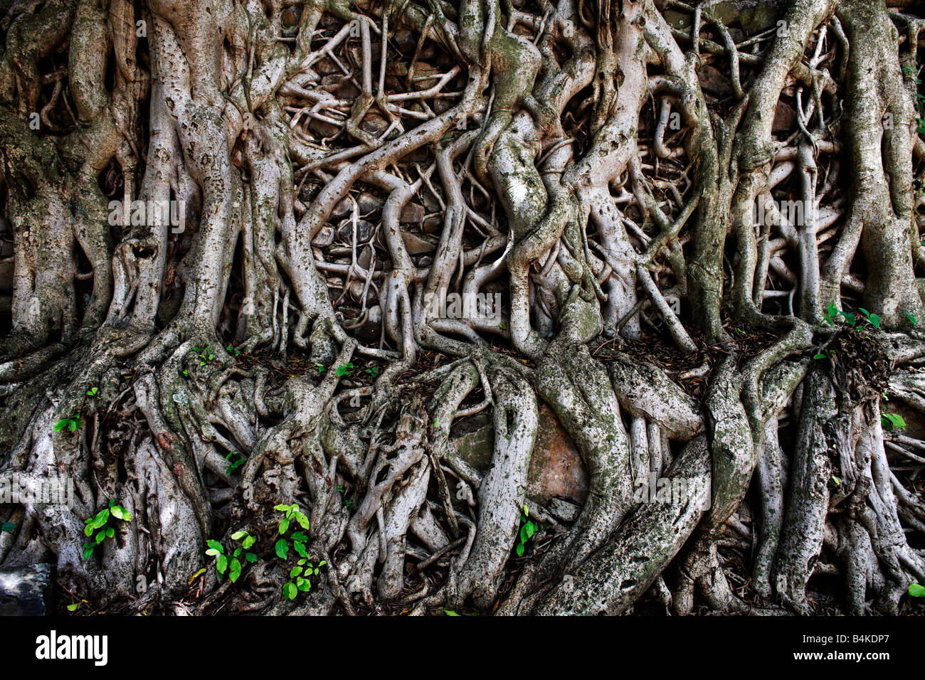 Tree roots in Ethiopia Stock Photo - Alamy