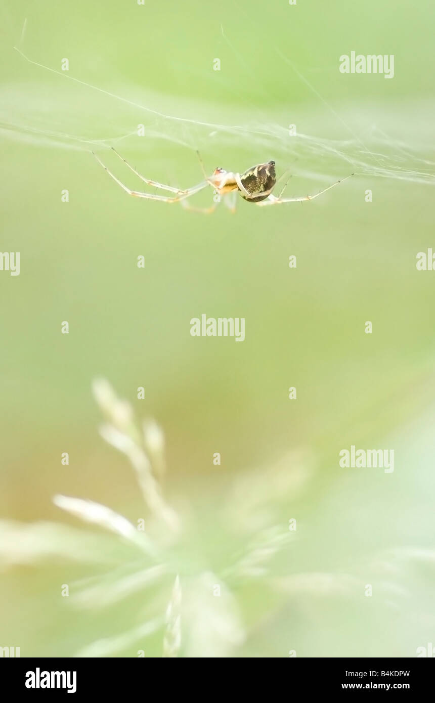 Triangularis hi-res stock photography and images - Alamy