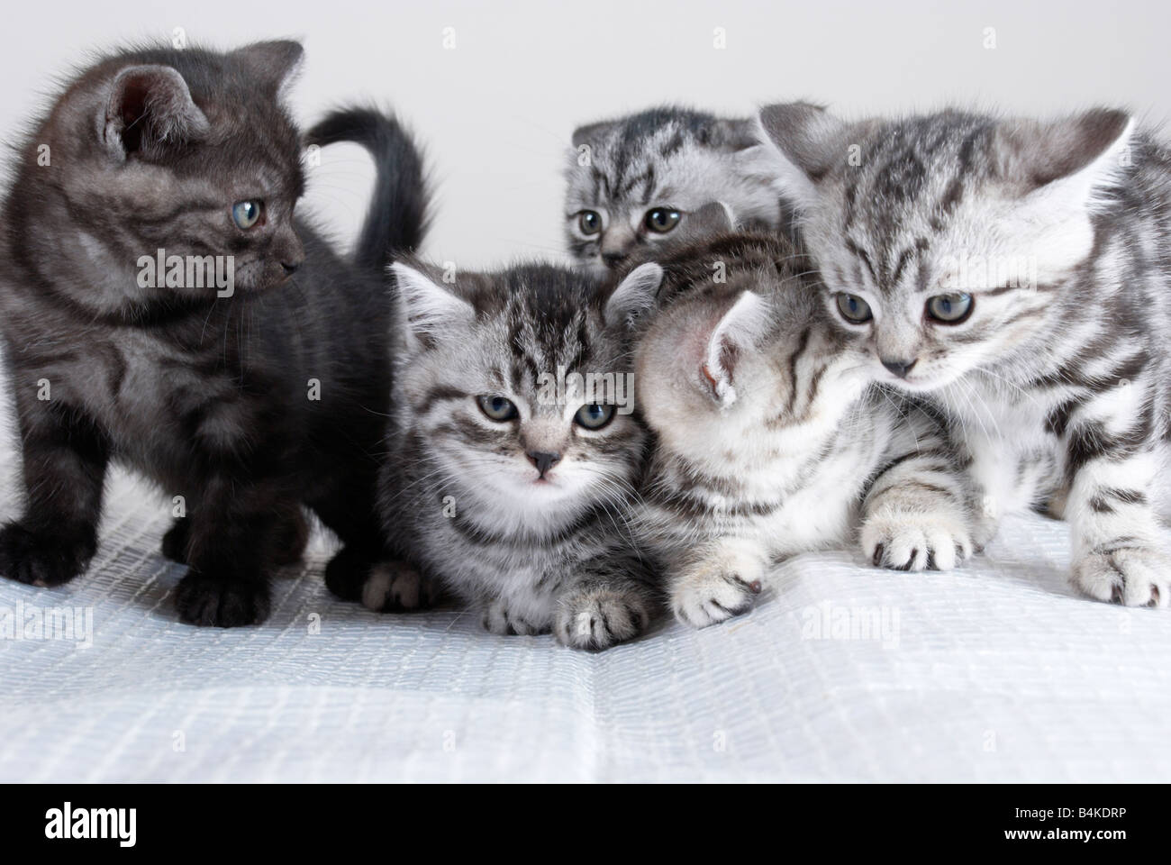 Kittens play hi-res stock photography and images - Alamy
