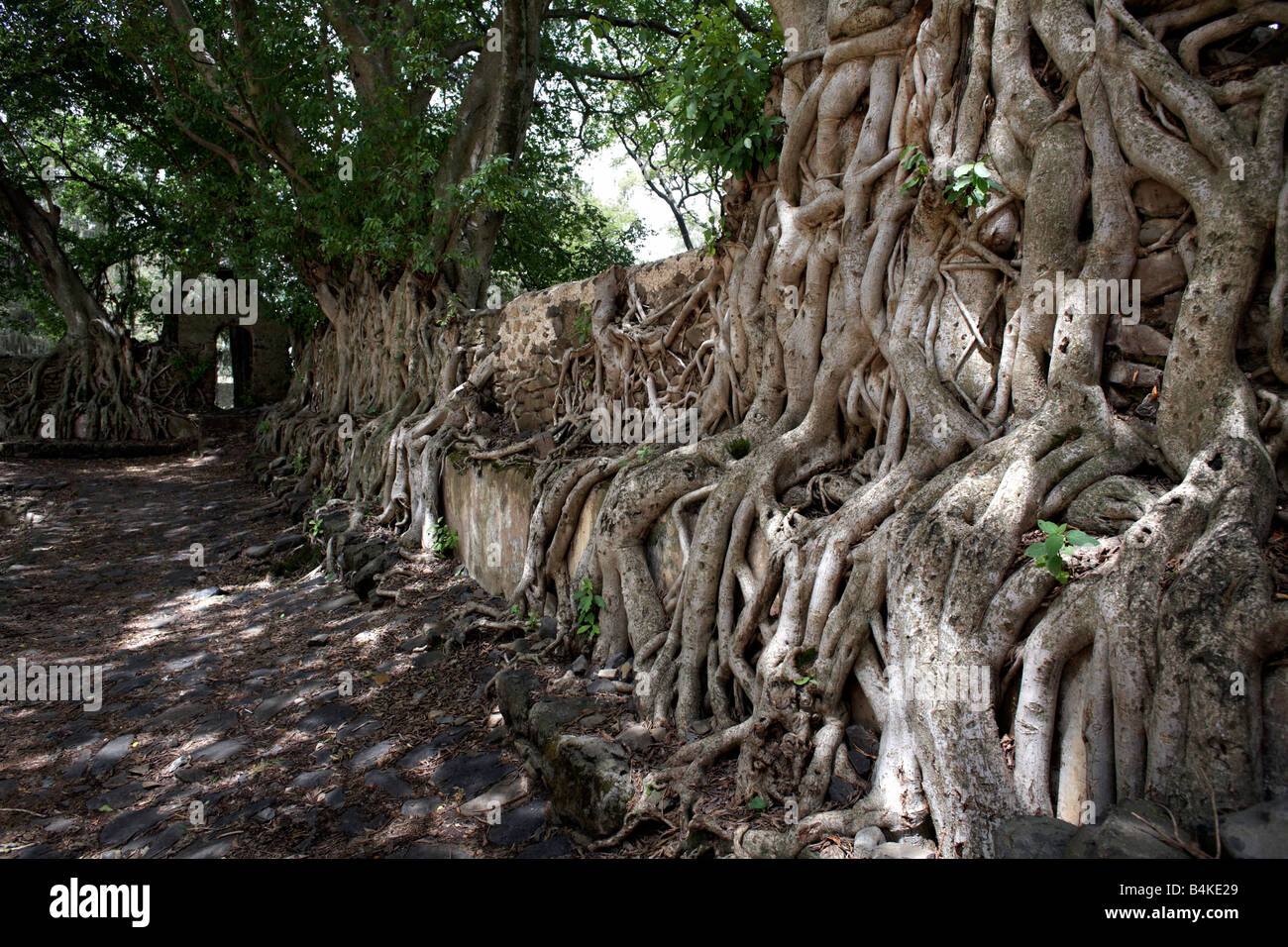 Tree roots in Ethiopia Stock Photo - Alamy