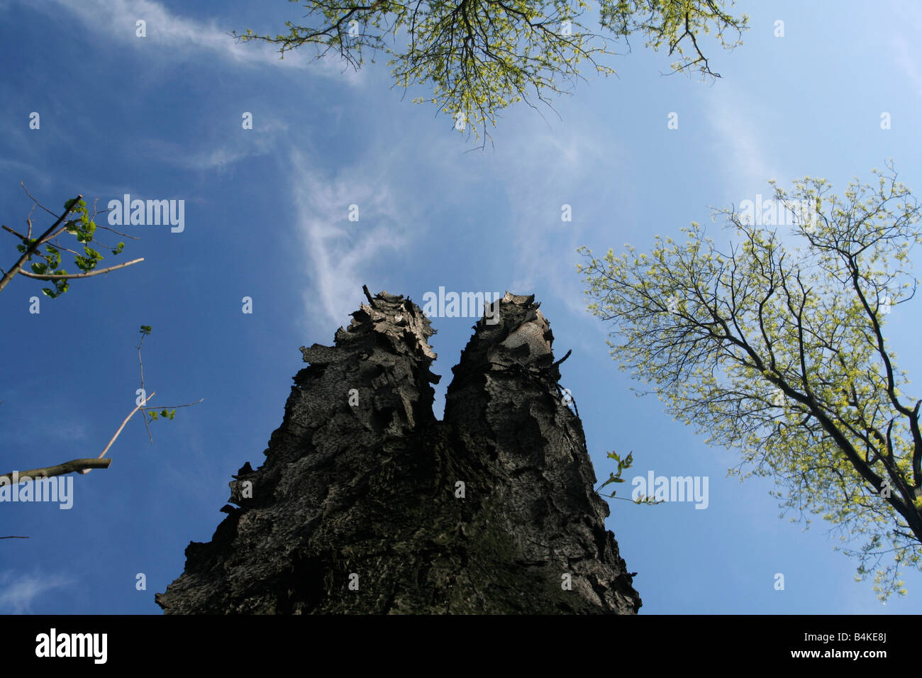 Freshly cuted trees in a park in Varna, reportage Stock Photo - Alamy