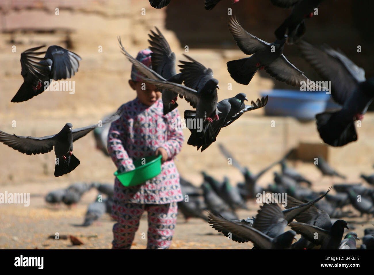 India young local child feeding the pigeons Stock Photo - Alamy