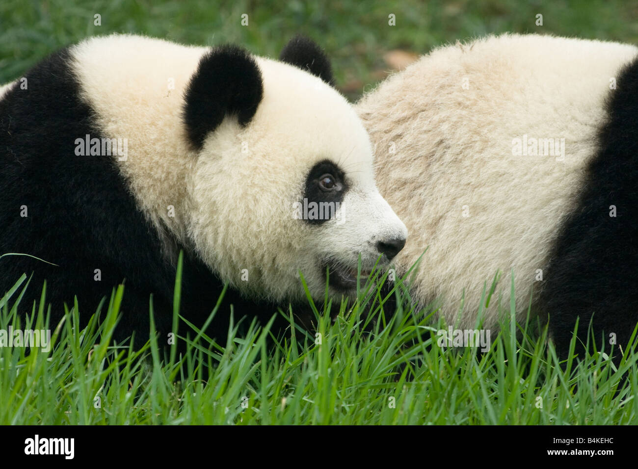 Panda breeding research center hi-res stock photography and images - Alamy