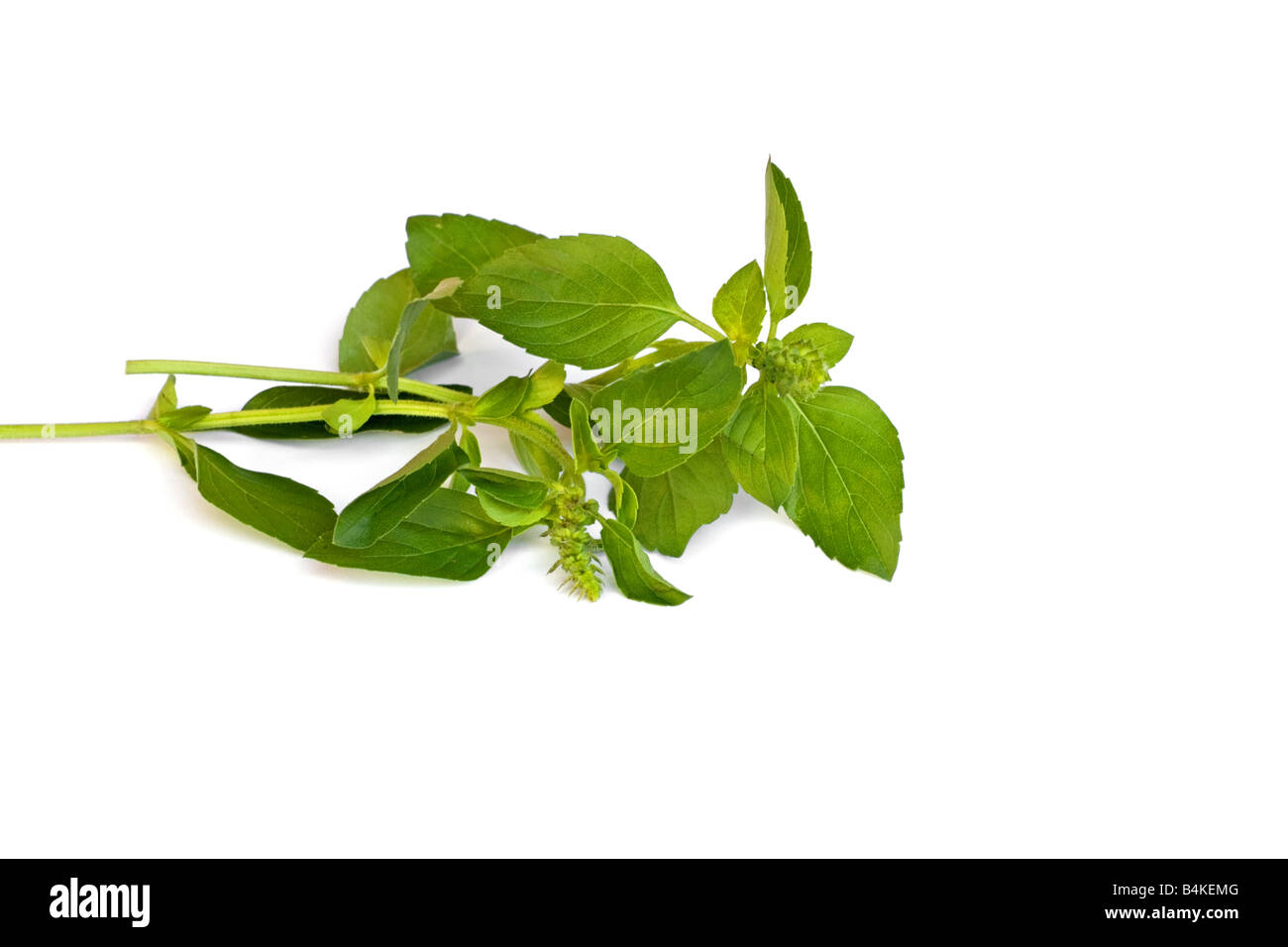 Basil plant bud hi-res stock photography and images - Alamy