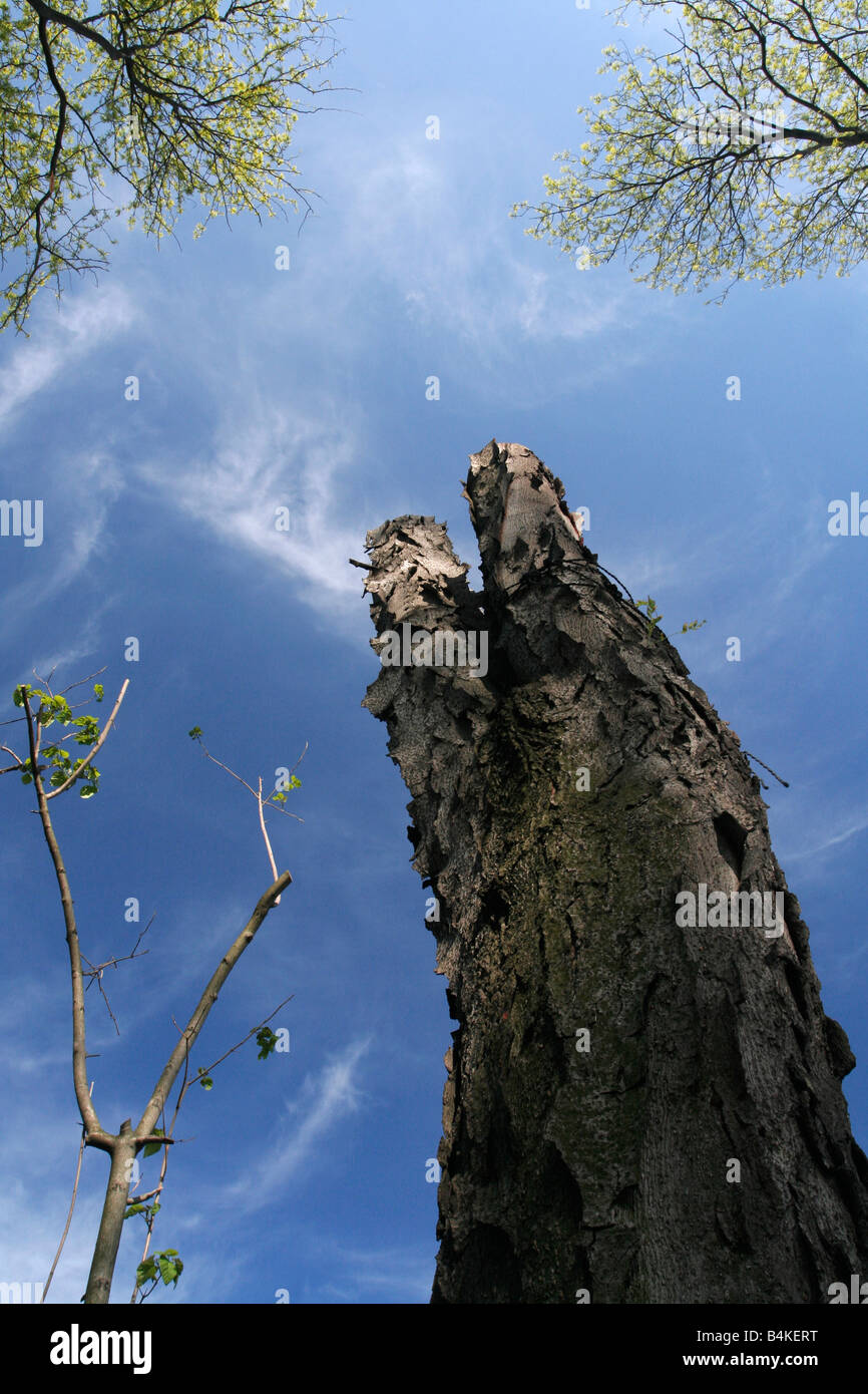Freshly cuted trees in a park in Varna, reportage Stock Photo - Alamy