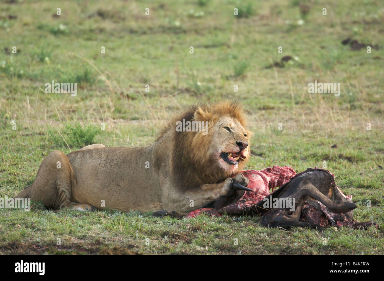Lion eating carcass hi-res stock photography and images - Alamy