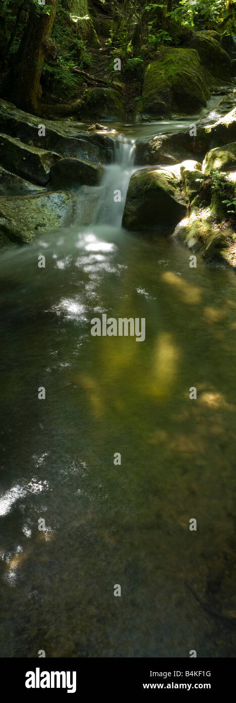 Water basin forest hi-res stock photography and images - Alamy