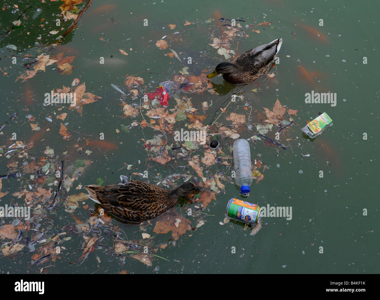 Ducks feeding from litter in lake at Retiro park Madrid Spain Stock ...