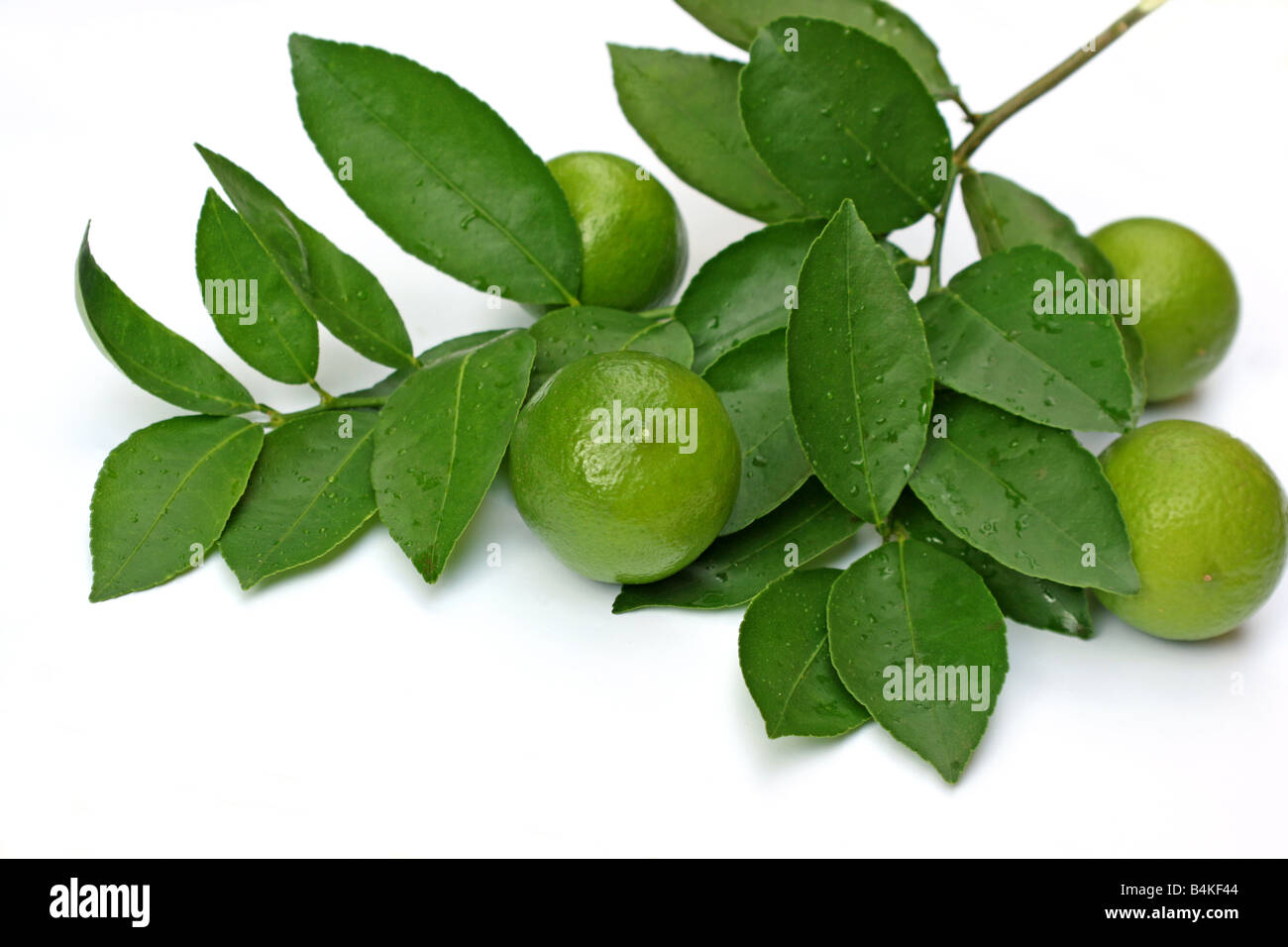 Limes on a branch on white background Stock Photo - Alamy