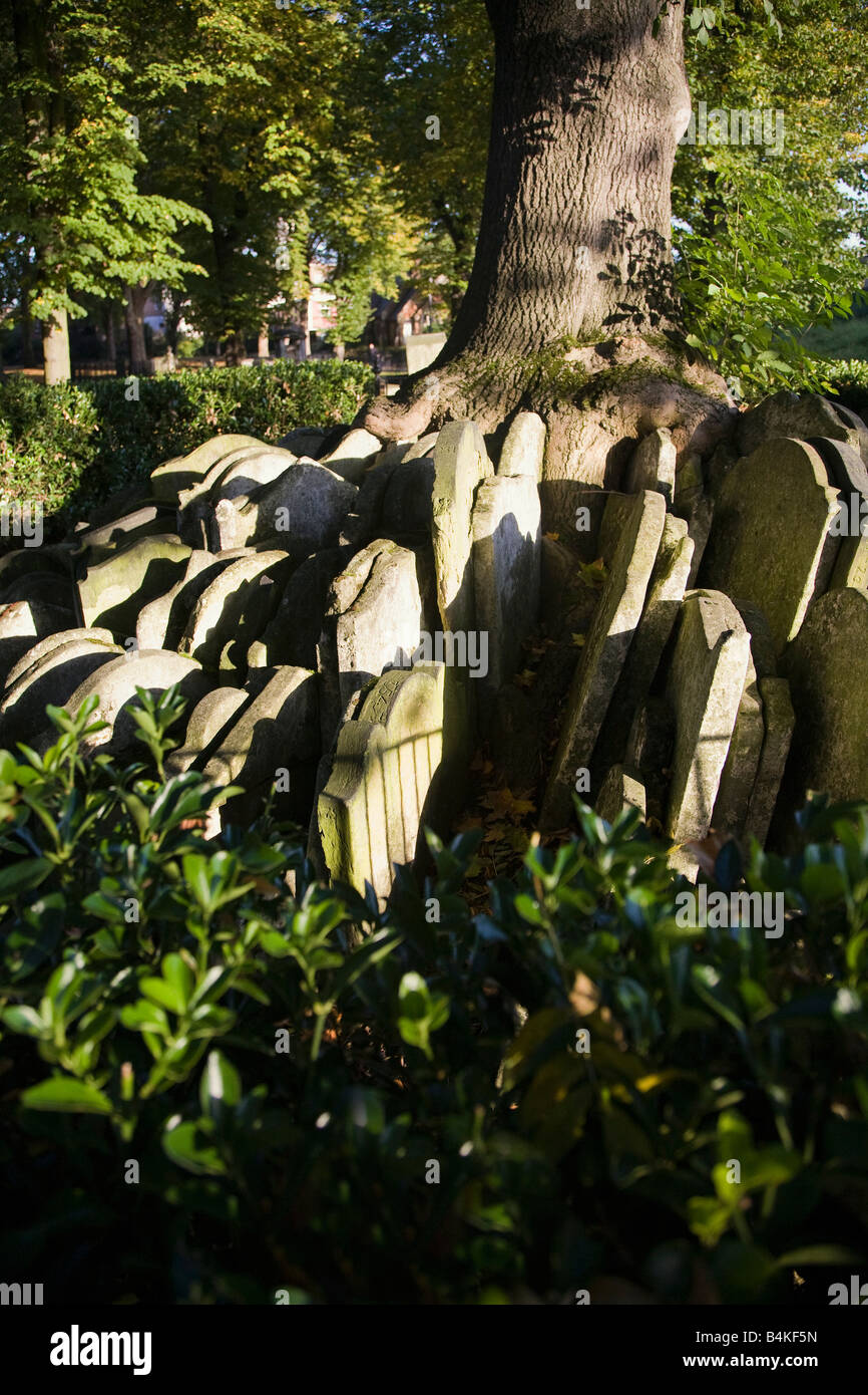 Thomas hardy tree hi-res stock photography and images - Alamy