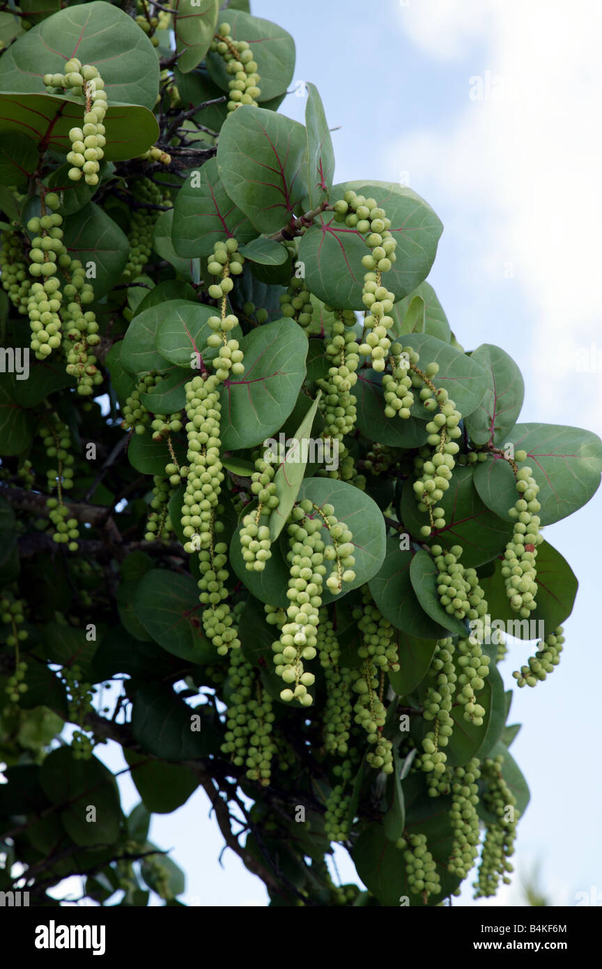 Close-up shot of Sea Grape or Bay-grape (Coccoloba uvifera L ...